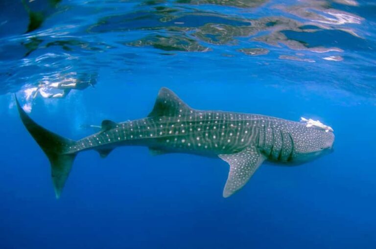 Sumbawa Besar: Whale Shark Snorkeling with Breakfast - The Value of This Experience