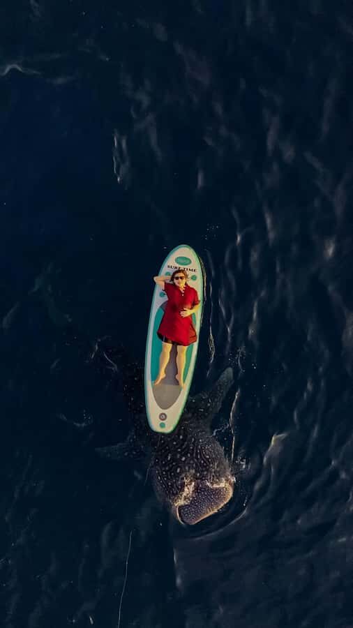 Sumbawa Tour 2 Days 1 Night ( Whale Shark Tour) - What the Tour Means for Travelers