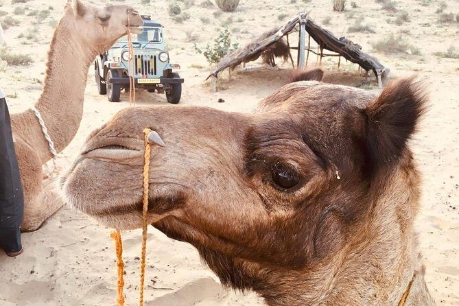 Sun Set Safari with Dinner - Transportation & Group Size