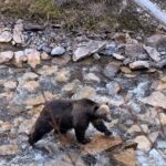 Sunrise Moraine Lake and Lake Louise Adventure - Final Thoughts: Who Will Love This Tour?