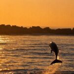 Sunset Dolphin Cruise in Panama City Beach - The Sum Up