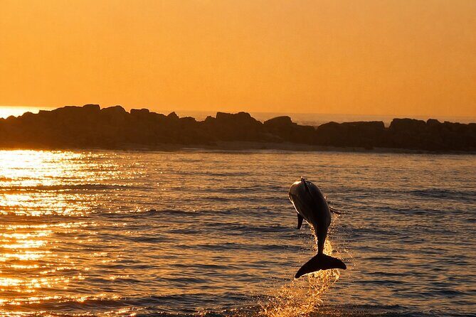 Sunset Dolphin Cruise in Panama City Beach - The Sum Up