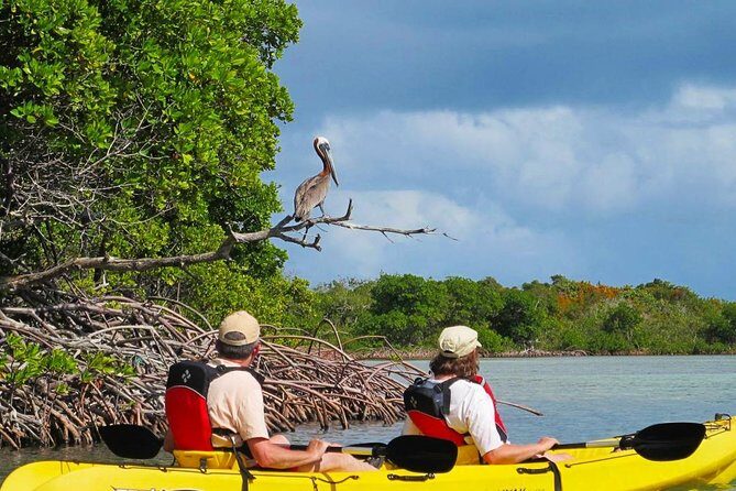 Sunset Kayak Tour in the Mangrove Lagoon, St Thomas - What the Tour Gets Right
