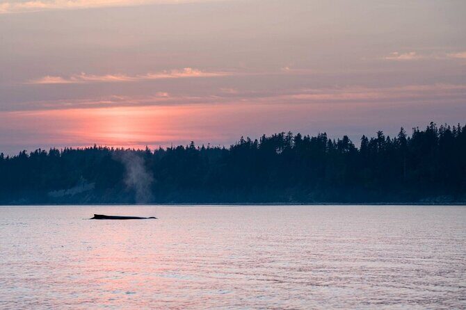 Sunset on the Salish Sea Tour in Campbell River - What We Loved and What to Consider