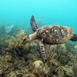 Sunset Snorkeling - Authentic Traveler Feedback