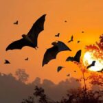 Sunset Trip: Kelor  Manjarite  Kalong Sunset - The Itinerary Breakdown