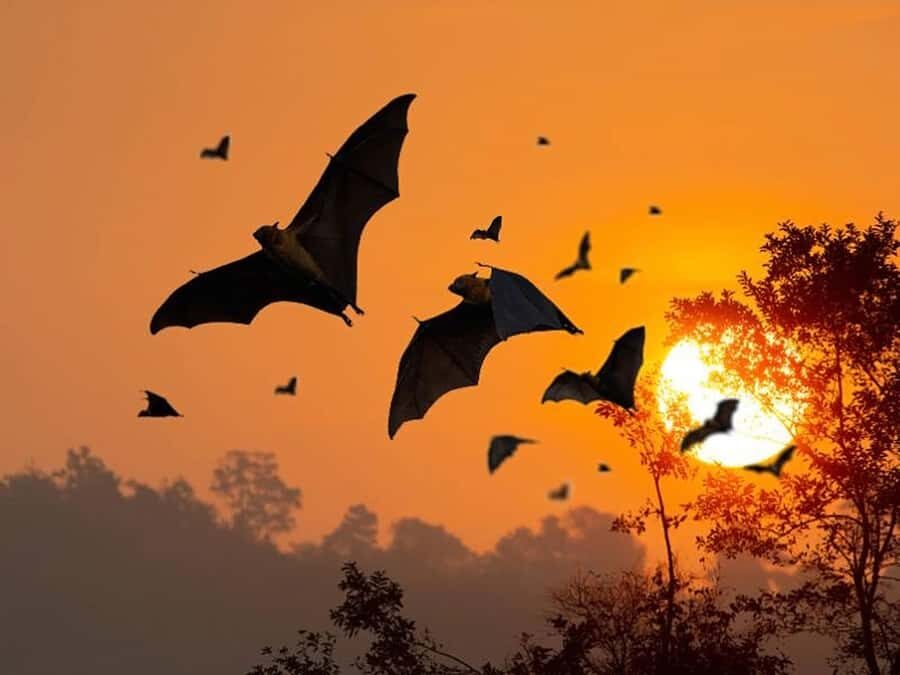 Sunset Trip: Kelor  Manjarite  Kalong Sunset - The Itinerary Breakdown