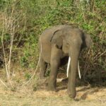 Super Luxury Jeep Safari at Yala National Park - FAQs