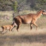 Sure Shot Tiger Viewing: Half-Day Panna National Park Jeep Safari - Authentic Experiences and Honest Expectations