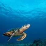 Surin Islands: Diving Day Trip from Khao Lak - The Marine Environment and Why It Matters