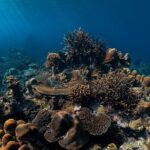 Surin Islands Snorkeling and Beach Trip from Phuket - Who Is This Tour Best For?