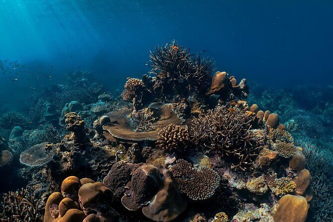 Surin Islands Snorkeling and Beach Trip from Phuket - Who Is This Tour Best For?