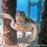 Swim and Snorkel with Sea Turtles - What We Loved