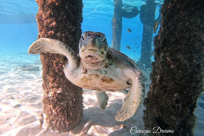 Swim and Snorkel with Sea Turtles - What We Loved