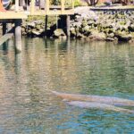Swim With Manatees In Crystal River - Final Thoughts