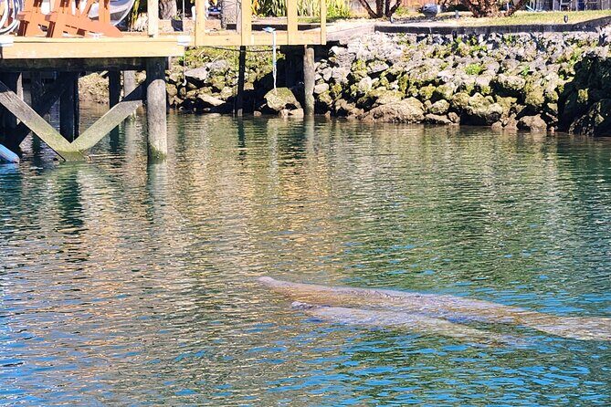 Swim With Manatees In Crystal River - Final Thoughts