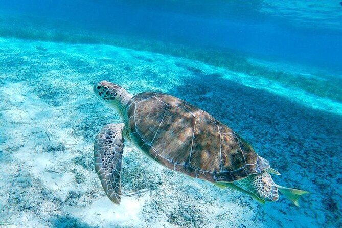 Swim with Pigs and Beach Snorkeling Adventure Rose Island Bahamas - The Itinerary in Detail