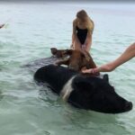 Swim with Pigs on a Tropical Island - In-Depth Itinerary Breakdown