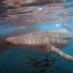 Swim with the giant of the sea The whale shark - Who Will Love This Tour?
