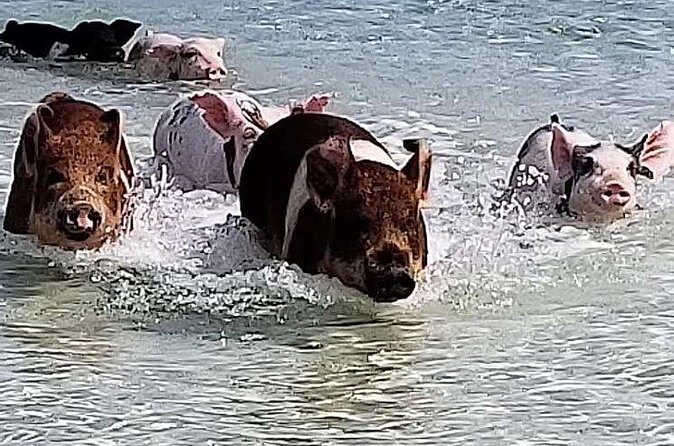 Swim with the Pigs / West End Experience - Practical Tips for Booking and Making the Most of Your Day