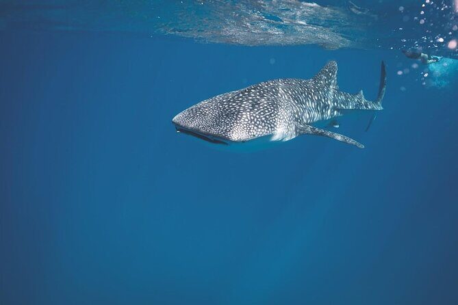 Swim with the whale shark in La Paz, Mexico - Who Should Consider This Tour?