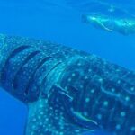 Swim with Whale Shark - Authentic Voices and Real Experiences