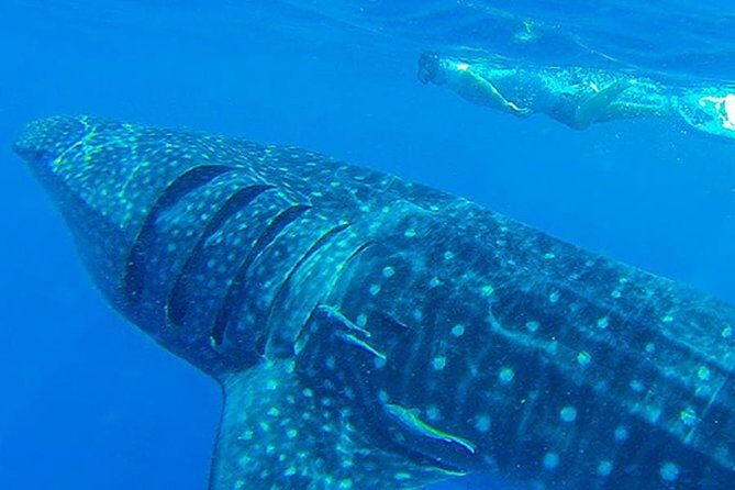 Swim with Whale Shark - Authentic Voices and Real Experiences