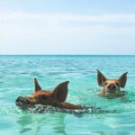 Swimming Pigs and Private Beach Club Escape - What’s Included and What’s Not