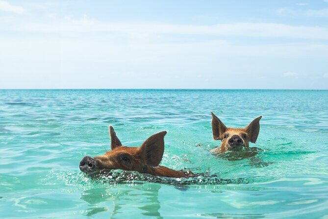 Swimming Pigs and Private Beach Club Escape - What’s Included and What’s Not