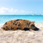 Swimming Pigs and Snorkeling Adventure on Athol Island - The Coral Reef Snorkeling Experience
