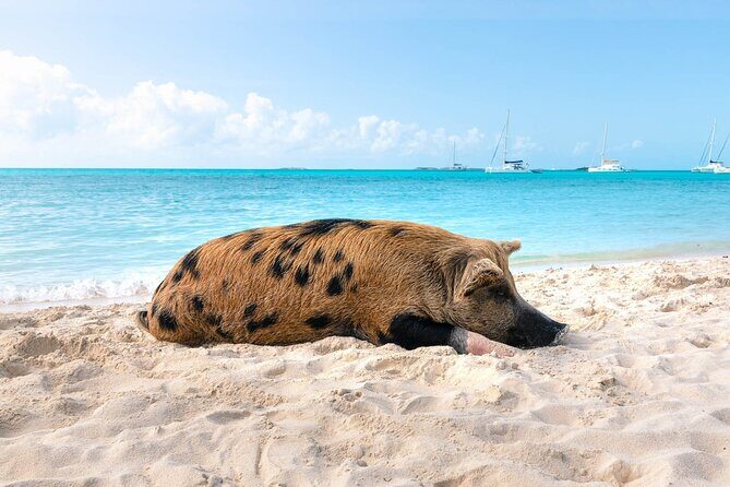 Swimming Pigs and Snorkeling Adventure on Athol Island - The Coral Reef Snorkeling Experience