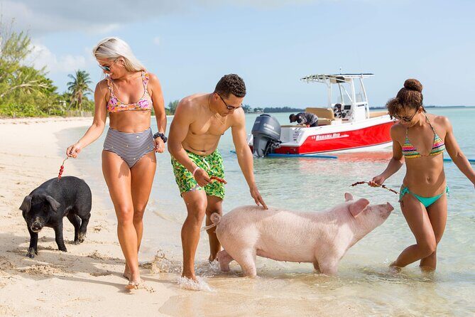 Swimming Pigs & ATV Tour - What Makes This Tour Stand Out?