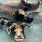 Swimming Pigs Encounter and Rose Island Beach Day Adventure - What Travelers Say