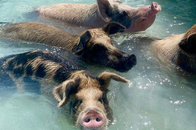 Swimming Pigs Encounter and Rose Island Beach Day Adventure - What Travelers Say