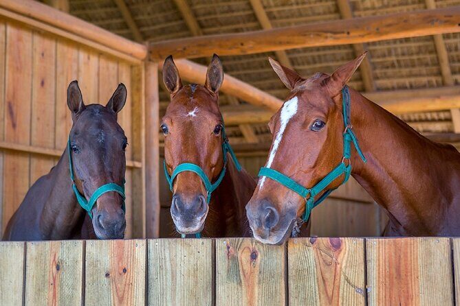 Swimming with Horses at the Beach from Punta Cana Free transportation - A Close Look at the Experience