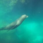 Swimming with sea lions in Isla Espiritu Santo, La Paz, Mexico - The Authenticity and Value of This Tour