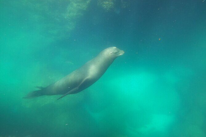 Swimming with sea lions in Isla Espiritu Santo, La Paz, Mexico - The Authenticity and Value of This Tour