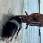 Swimming with the pigs, turtles and reef snorkeling!!! - The Experience Provider: Its Aboat Time