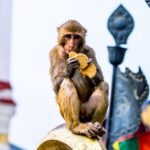 Swoyambhunath Guided Tour to the Monkey Temple - Practical Details: What You Need to Know