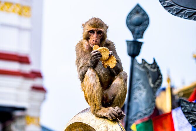 Swoyambhunath Guided Tour to the Monkey Temple - Practical Details: What You Need to Know