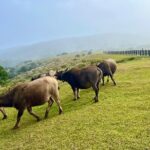 Taipei Customize Your Private Day Tour with Driver Guide - The 8-Hour Itineraries: Full-Day Adventures