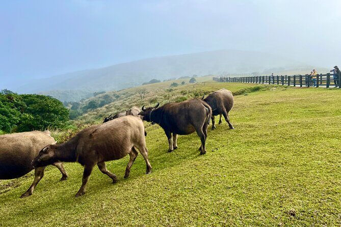 Taipei Customize Your Private Day Tour with Driver Guide - The 8-Hour Itineraries: Full-Day Adventures