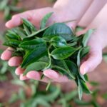 Taipei: Yilan Tea Farm and Brewery Tour with Lunch - Itinerary Breakdown