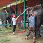 Taj Mahal Sunrise Tour from Delhi with Elephant Conservation - Witnessing the Taj Mahal in Its Most Beautiful Light