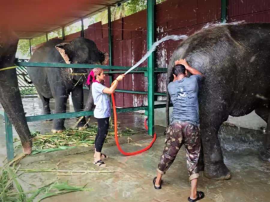 Taj Mahal Sunrise Tour from Delhi with Elephant Conservation - Witnessing the Taj Mahal in Its Most Beautiful Light