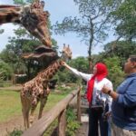 Taman Safari and Tea Plantation Tour at Puncak - The Logistics and Practicalities