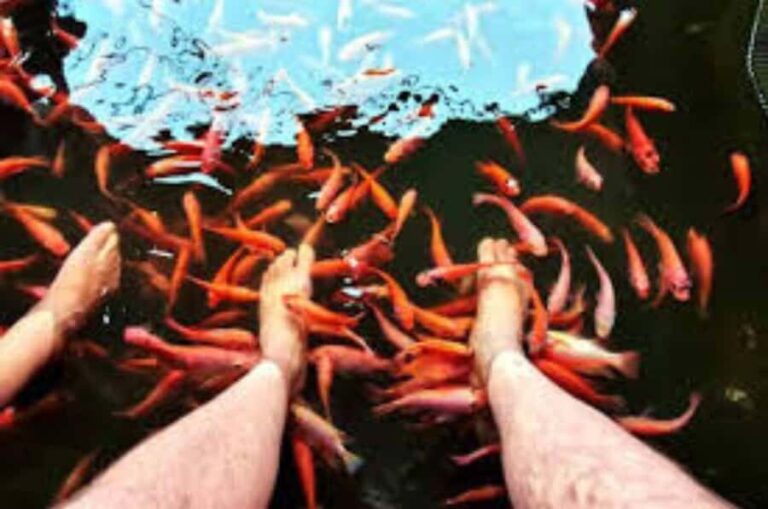 Tangalle/Mirissa: Galle Dutch Fort,Koggala Lake & Kayak Tour - Who Will Love This Tour?