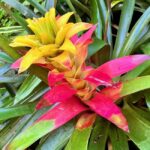 Taste of Barbados - A Deep Dive into the Day’s Itinerary