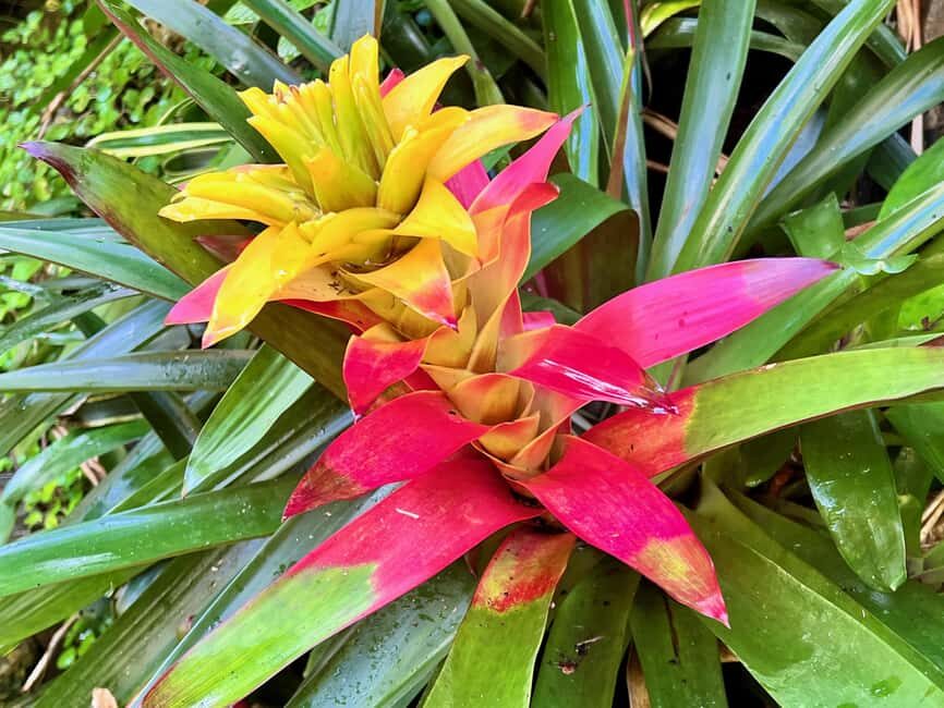 Taste of Barbados - A Deep Dive into the Day’s Itinerary