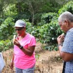 Taste of Jamaica Farm Cookout - The Authentic Jamaican Lunch and Fruit Tasting